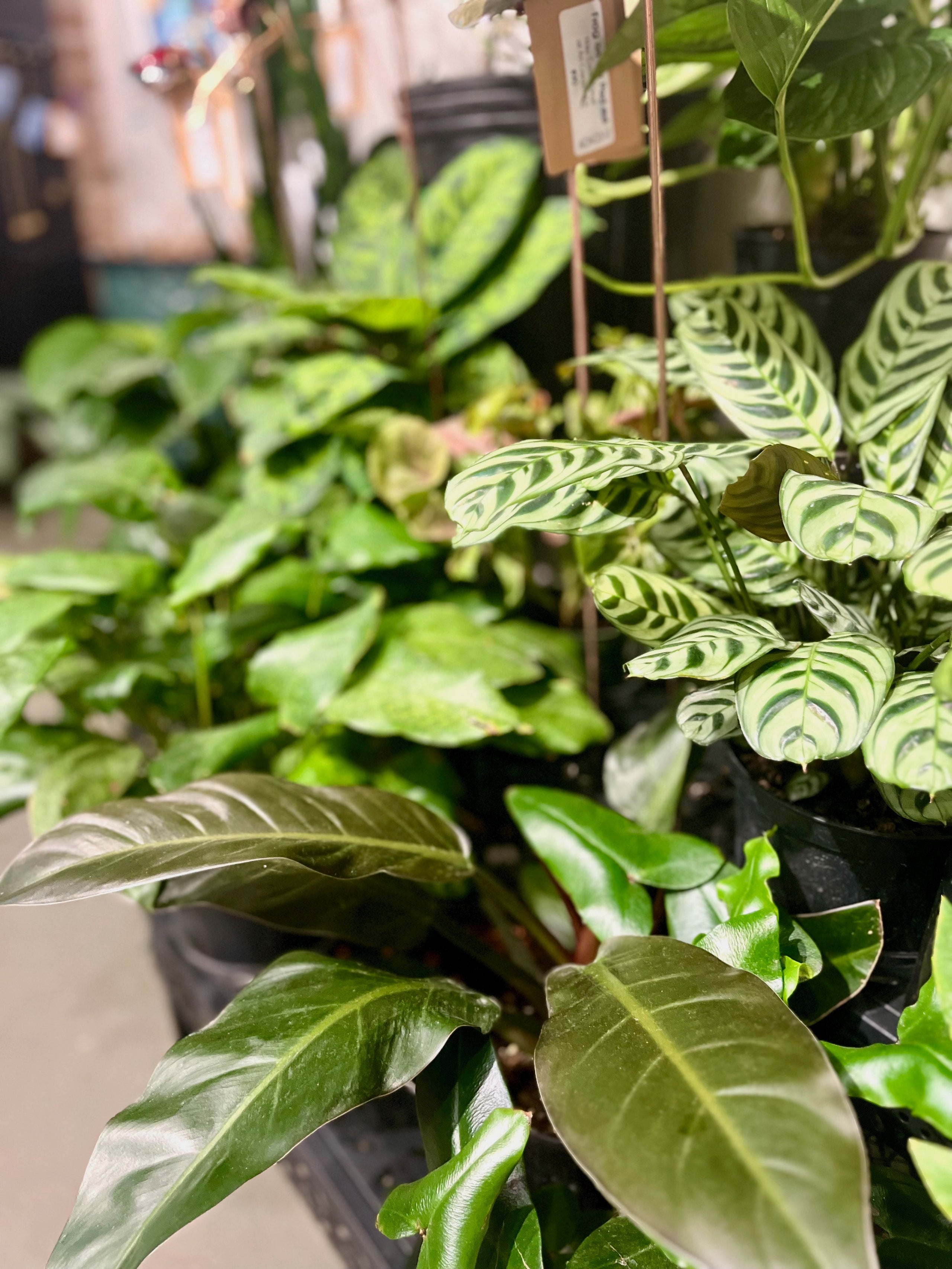 Pride Month Plant Sale Support Southern Equality Studios | Art Garden AVL